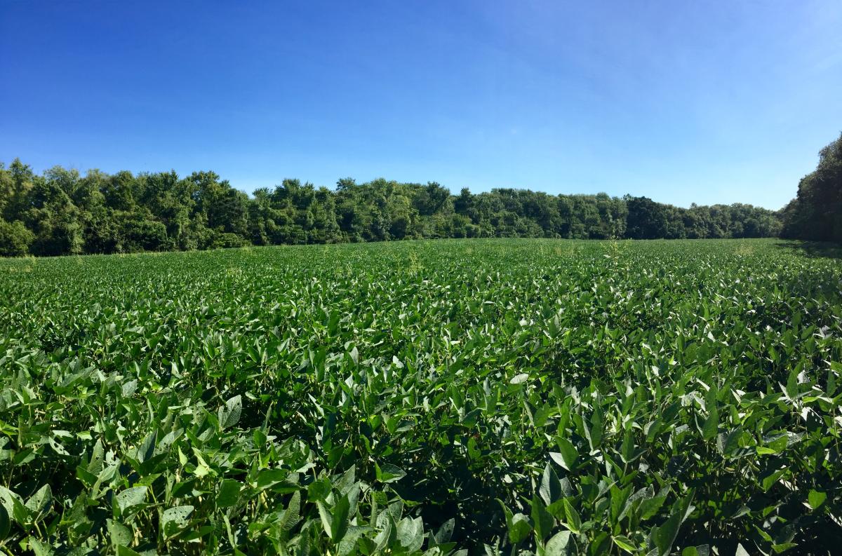 Farm Land Kurtz Auction And Realty Co